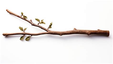 premium ai image twig side view