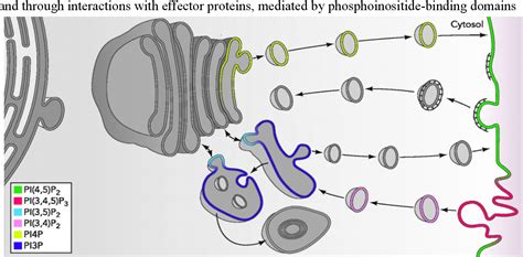 Figure 1 From Analysis Of The Role Of Actin Filament Assembly In