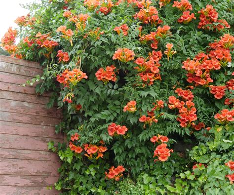 How To Prune A Trumpet Vine Expert Tips For Trimming Homes And Gardens