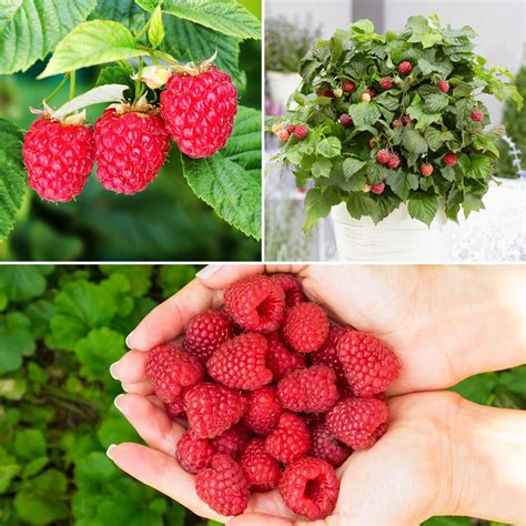 Best Raspberry Plants To Grow In The Uk Roots Plants Best Raspberry Plants To Grow In The Uk Roots Plants