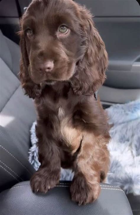 Cocker Spaniel Puppy In Car