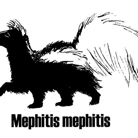 Mephitis Mephitis By Ningaui Redbubble Wall Art Canvas Prints Hardcover Notebook Wood Print