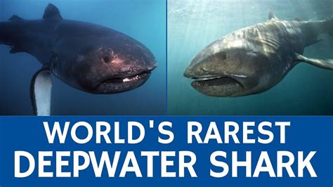 Difference Between Basking Shark And Megamouth Shark