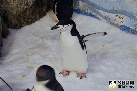 一天僅限8人進場 屏東海生館首推企鵝餵食體驗 生活 Nownews今日新聞