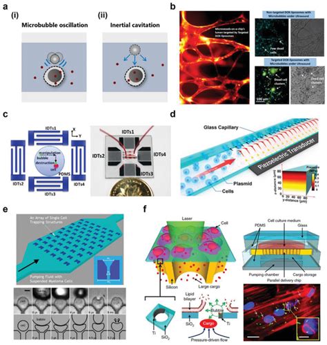 Microfluidic Sonoporation And Cavitation For Intracellular Delivery A Download Scientific