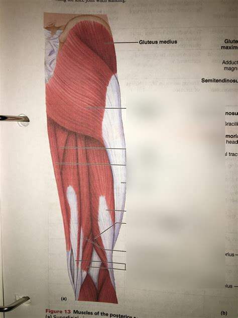 Hip Thigh And Leg Muscles Diagram Quizlet Hip Thigh And Leg Muscles Diagram Quizlet