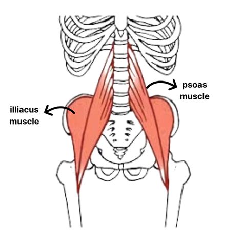 Understanding Psoas Muscle Pain In Sanford Fl Journey Spinal Care