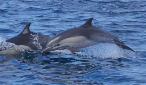 Rough Toothed Dolphin Facts Information And Pictures