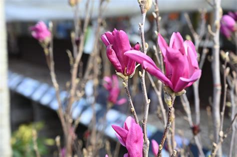Magnolia Slottsträdgården Ulriksdal