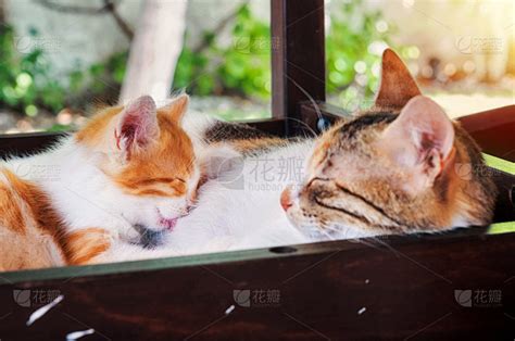 猫妈妈给可爱的小猫咪喂奶