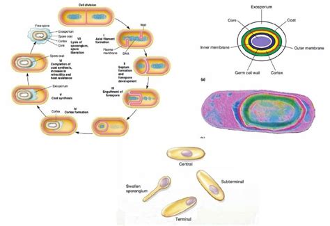 Endospore Formation Diagram