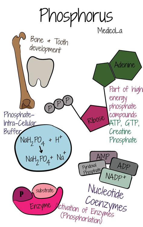 Phosphorus Biochemical Functions Medico La