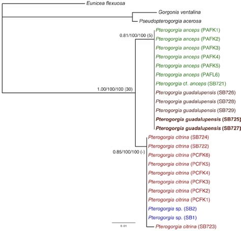Mitochondrial Phylogeny Phylogram Generated By A Concatenated