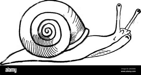 Univalve Shellfish Cut Out Stock Images And Pictures Alamy