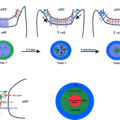 Immunological Synapse Assembling Model Download Scientific Diagram