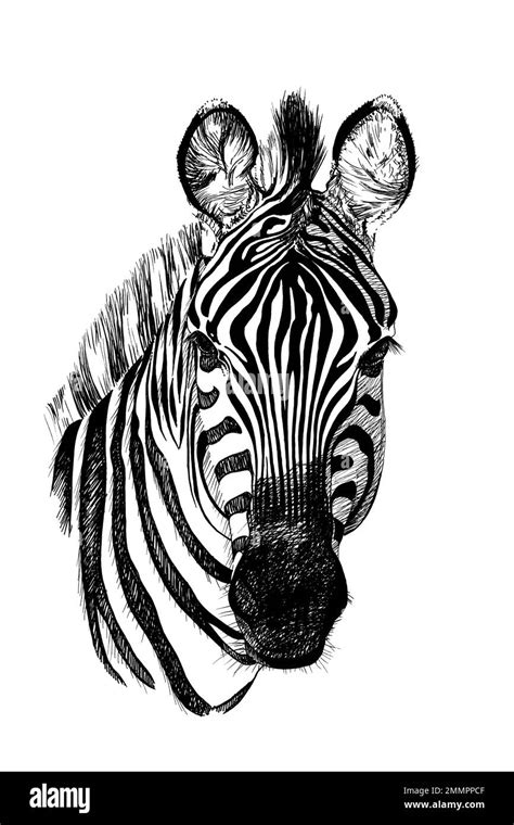 How To Draw A Zebra Head Step By Step