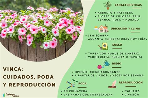 Vinca: cuidados, poda y reproducción - Guía completa