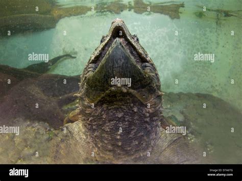 Alligator Snapping Turtle Macrochelys Temminckii Found In Mississippi River Its Tributaries