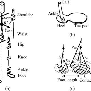 DOF Biped Robot A Con Guration Of DOF Biped Robot B Shape Download Scientific