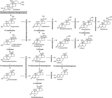 Management Of Disorders Of Sex Development Oncohema Key
