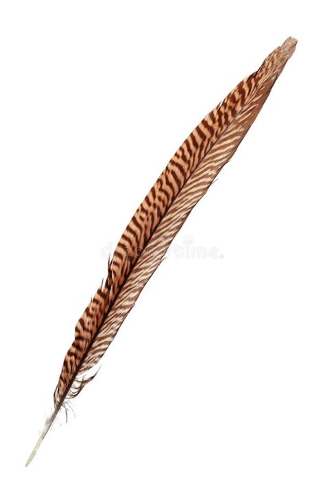 Single Pheasant Feather Stock Image Image Of Wild Elegance 318518507
