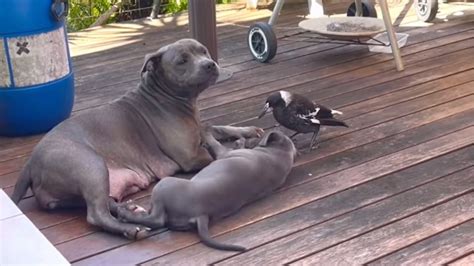 Un Chiot Partage Tendrement Sa Friandise Avec Un Oiseau Sous Lœil