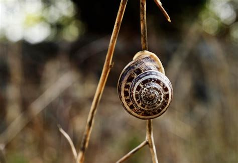 Premium Photo Brown Coiled Shell Of Land Snail On Twig Beautiful Brown White Spiral