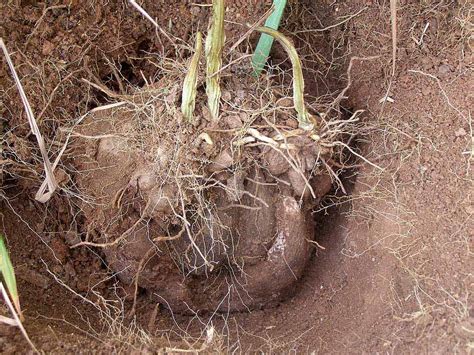 Dioscorea Discolor Información Cultivo Y Reproducción