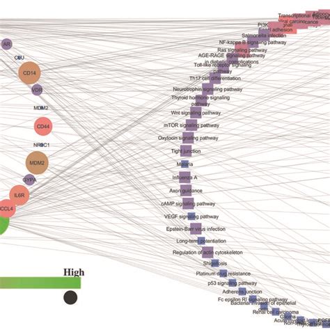Interaction Of Andrographolide With The Proteins And Regulated Pathways