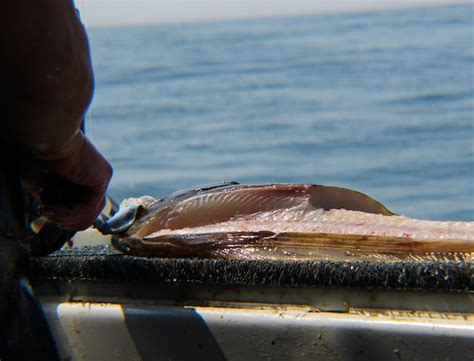 Premium Photo Close Up Of A Fish Being Processed At Sea