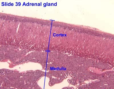 Adrenal Gland Histology Labeled