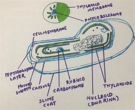 The Blue Green Algae Cyanobacteria Discover Biotech