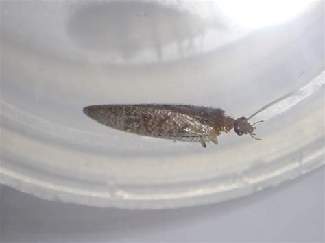 Hemerobius Stigma Observation Nb 4501339 Naturbasen