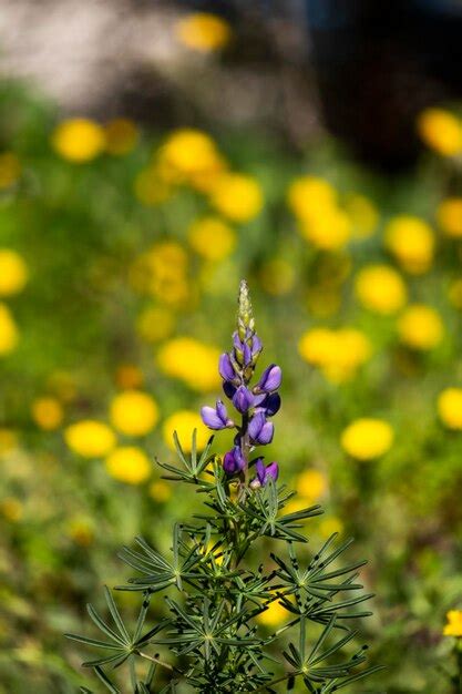 Premium Photo Blue Annual Wild Lupin Lupinus Angustifolius Growing In