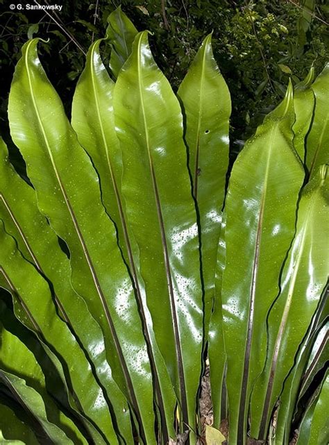 Asplenium Australasicum