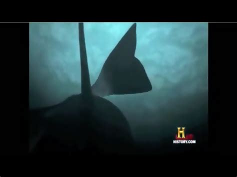 Titanoboa Vs Megalodon Eporner