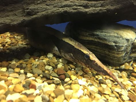 Borneo Giant Python Eel In Aquarium