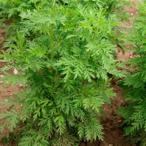 Planta De Ajenjo Dulce Artemisia Annua Propiedades Comprar Plantas