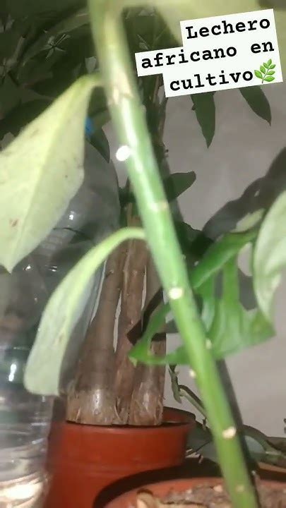 ¿conocés La Planta De La Vida O Lechero Africano