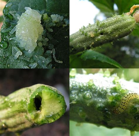 Gardening In Central Florida Organic Control Of Pickleworms
