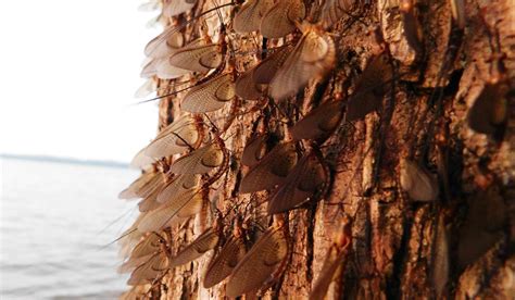 Willow Flies On The Tennessee River — Tennessee State Parks