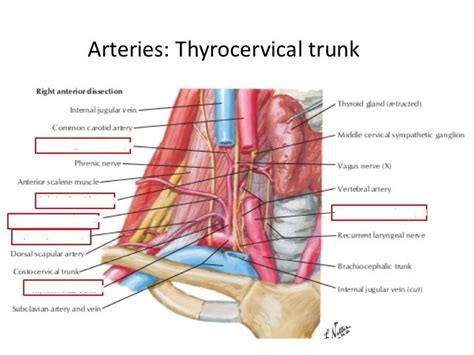 Thyrocervical Trunk