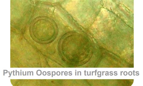 What Is Pythium Leaf Blight How To Identify Diagnose And Control It