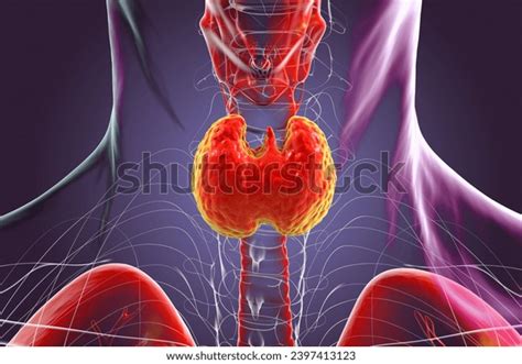 3d Illustration Showcasing Thyroid Glands Position Stock Illustration 2397413123 Shutterstock