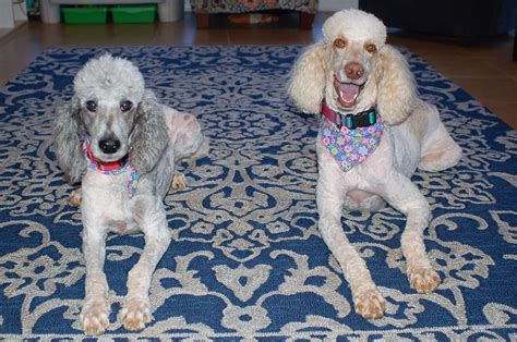 Secret Cove Standard Secret Cove Standard Parti Poodles