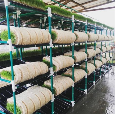 Fodder Machine Fodder Growing System Hydroponics System And Fodder Tray