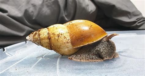 How Do Snails Reproduce Learn About Nature