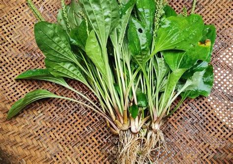 车前草最鲜嫩的季节，试一试老家最常用的吃法，总有一款你喜欢吃 知乎