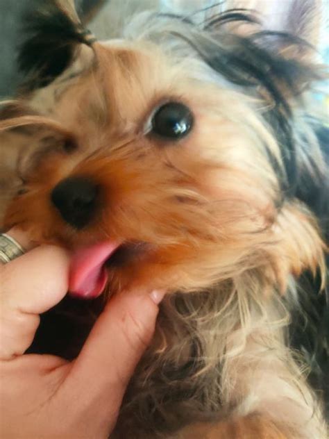 Yorkshire Terijerjorkširski Terijer Mini