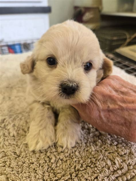 Four Paws Cockapoos Added A New Photo Four Paws Cockapoos